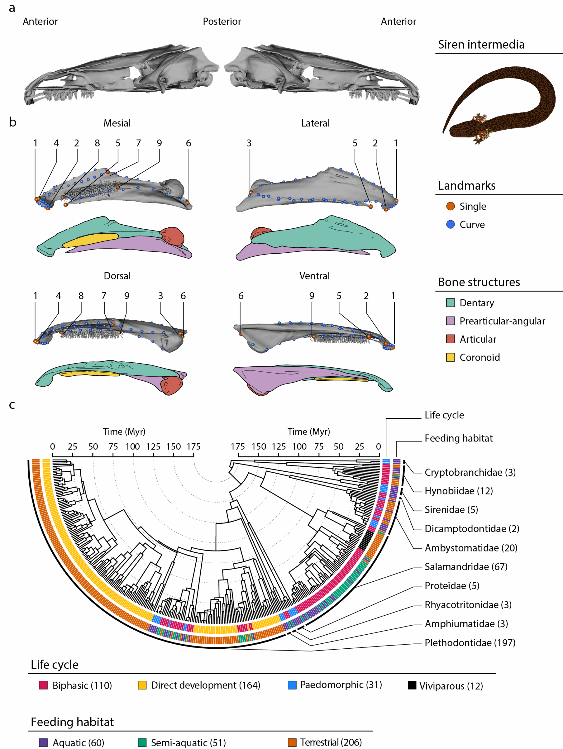 The role of metamorphosis in morphological and functional diversity in ...